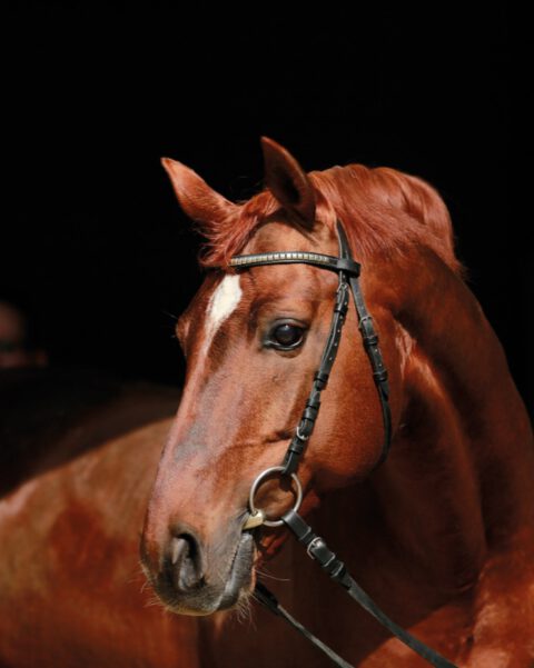 Berühmte Pferde: Halla, die Wunderstute des Springsports | ekor